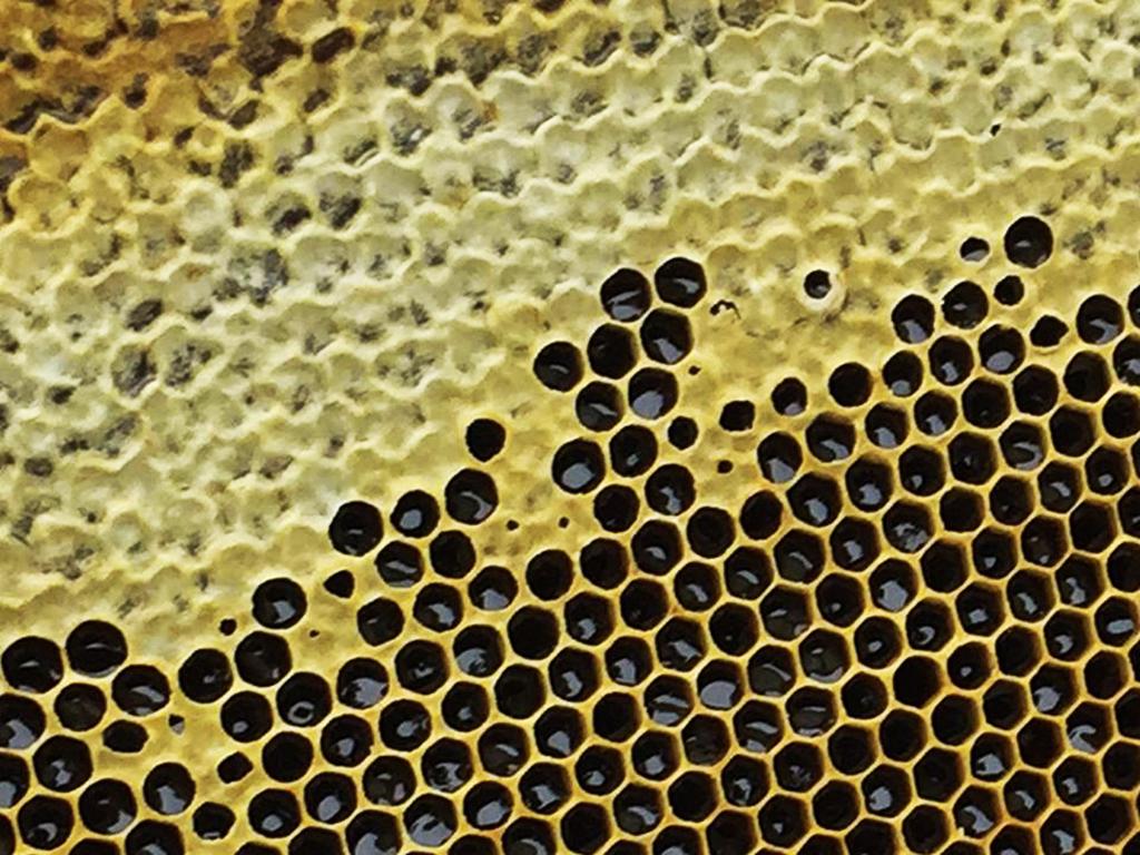 honey comb - Green Queen