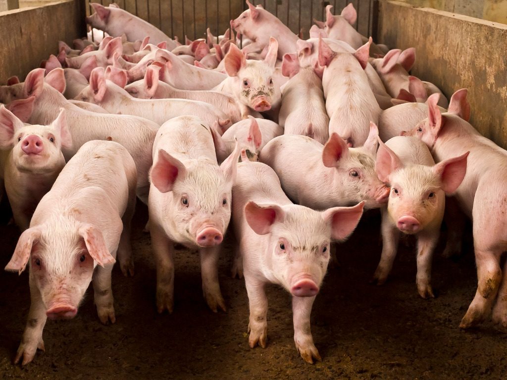 france-factory-farming-meat-industry-lobby-1 - Green Queen