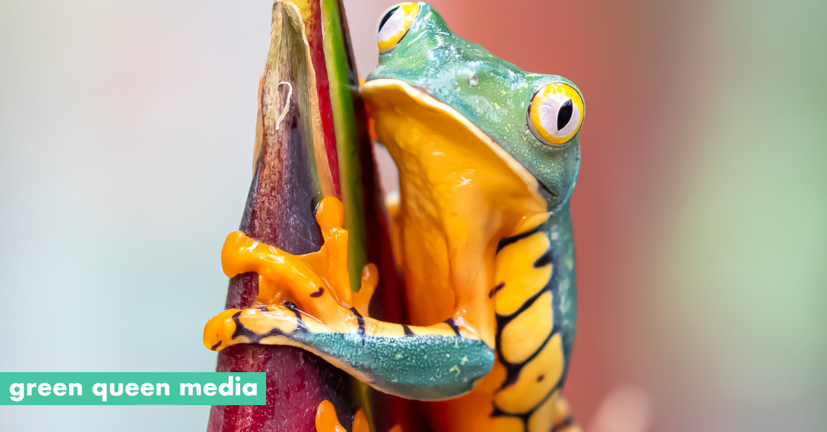 frog-social-green-queen - Green Queen