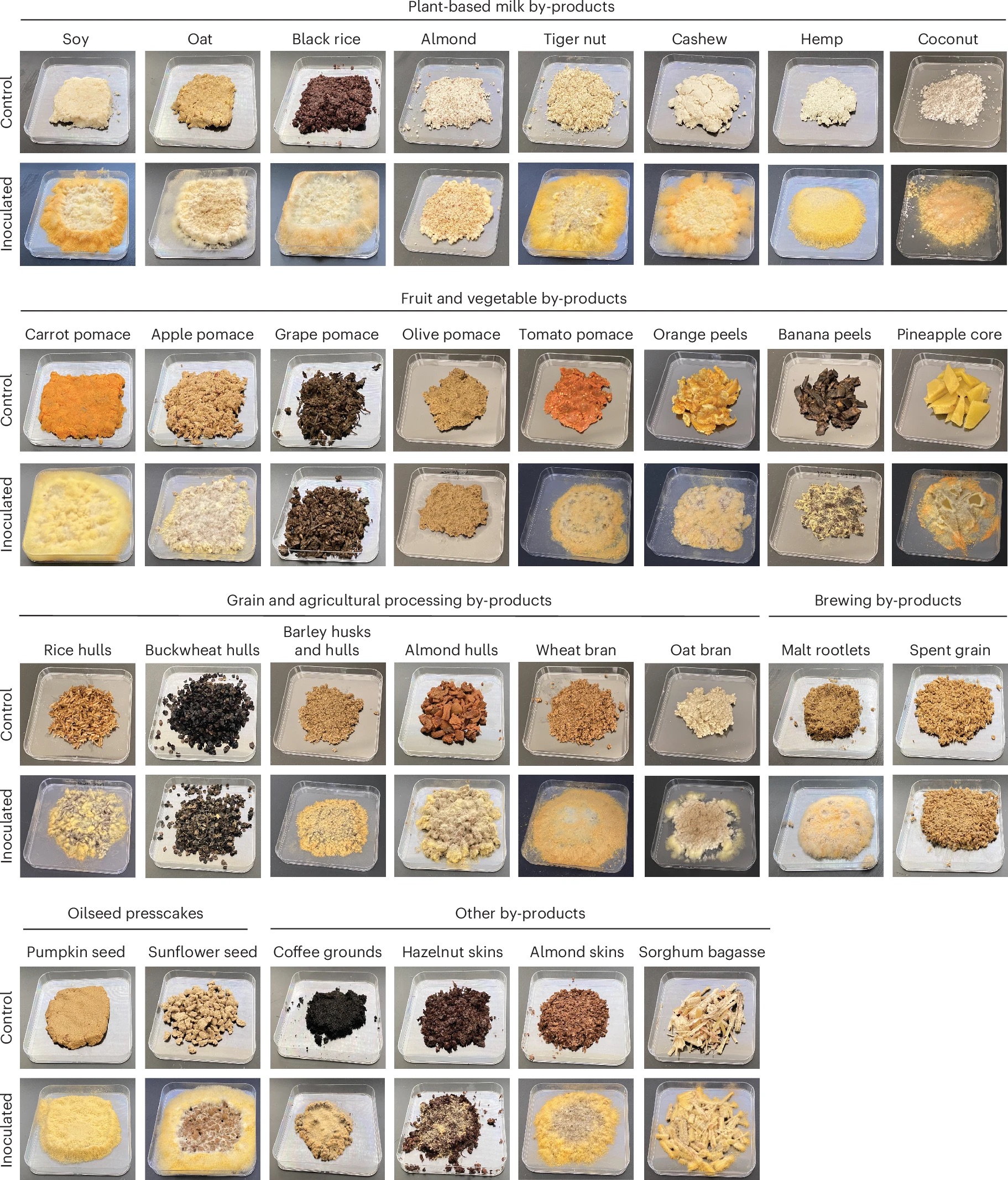 neurospora-intermedia-fungi-mold-food-waste-fermentation-oncom-4 ...