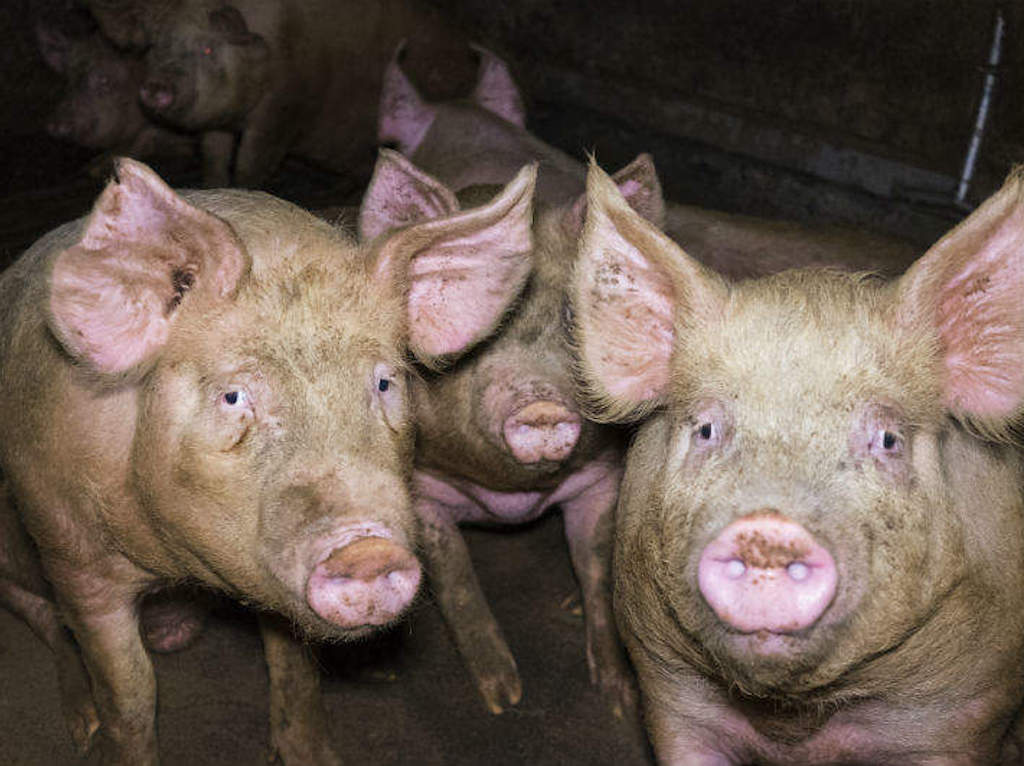 fattening08_breedingfarm03mn_investigationitalyham2017-18 - Green Queen