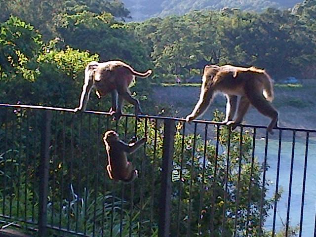 Macaque Monkeys in Shing Mun Reservoir, Tsuen Wan, HK - Green Queen