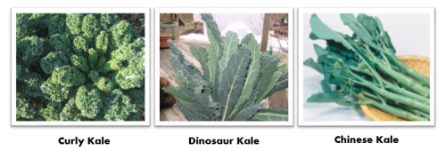 Green Queen's Definitive Guide to Kale in Hong Kong