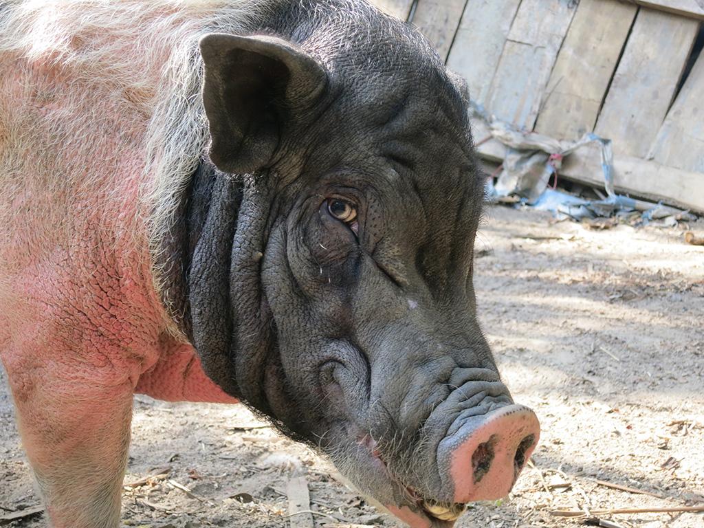 Ark Eden Pig - Green Queen