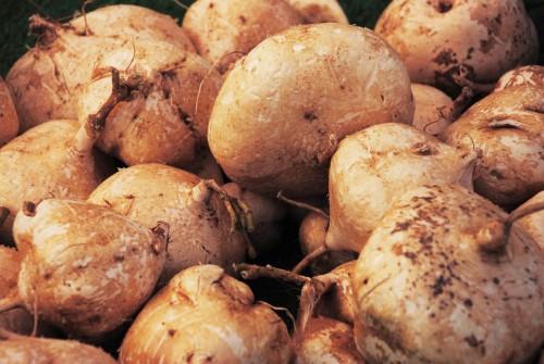 Green Queen Living: Wet Market Series Part 3 - Guide to Chinese Root ...