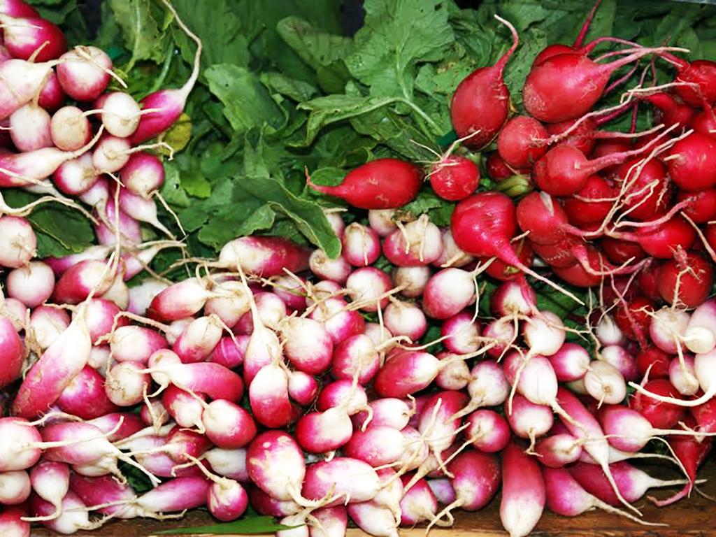 radishes - Green Queen