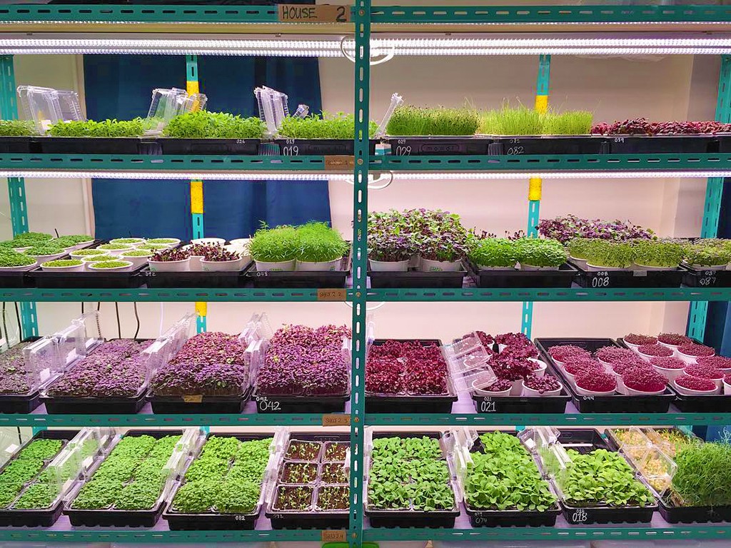 Grow Organic: Hong Kong's Urban Farming Pioneers - Green Queen