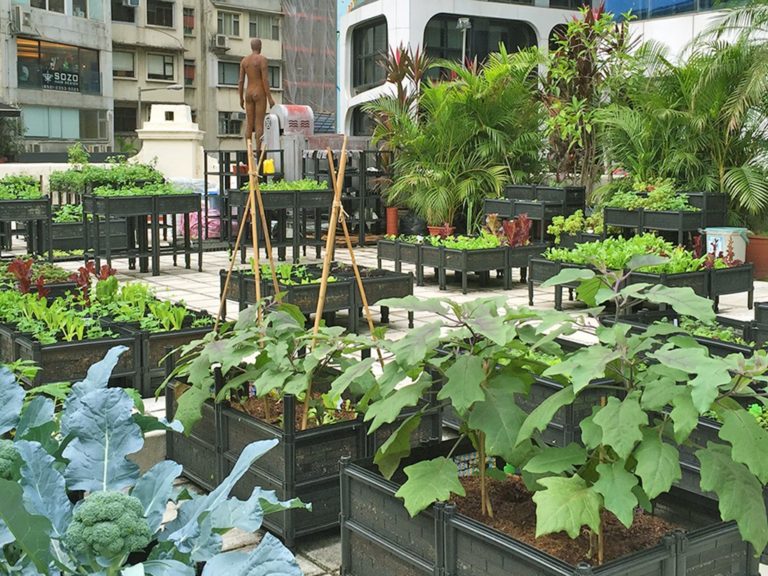 Grow Organic: Hong Kong's Urban Farming Pioneers - Green Queen
