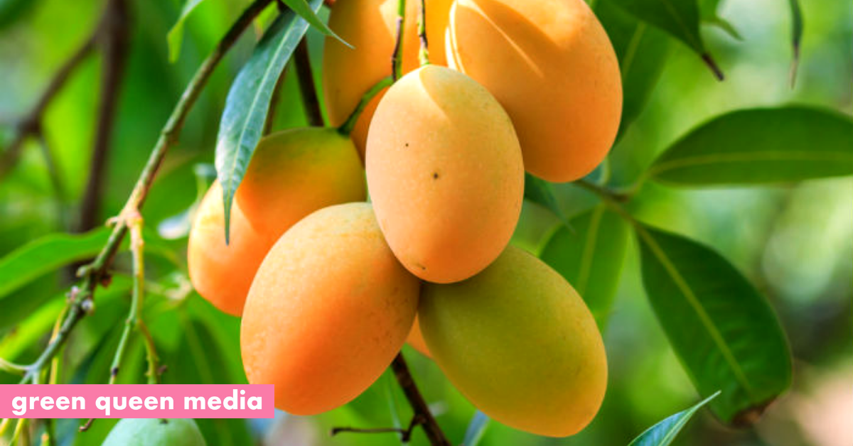 Filipino Scientist Creates Bioplastic From Mango Seaweed Food Waste