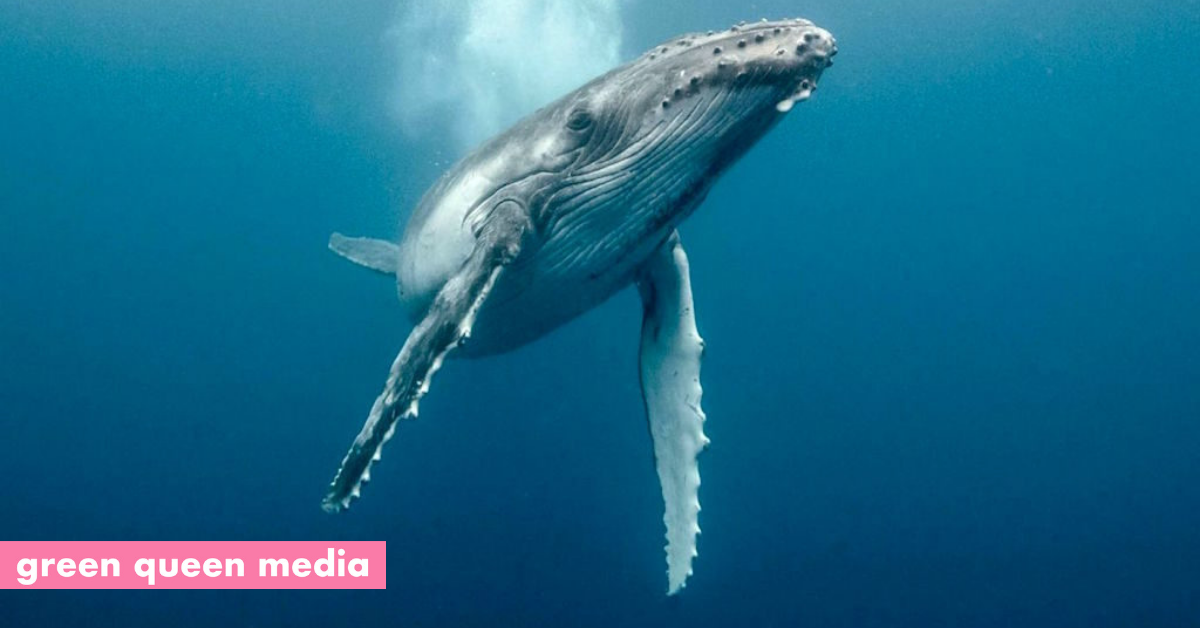Whales Can Save The Climate: Ocean Giants Absorb 33 Tonnes Of Carbon ...