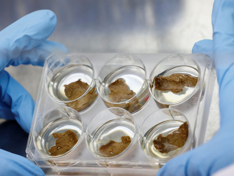 10 Reasons Why Cultivated Meat Is The Future Of Protein: The Case For ...