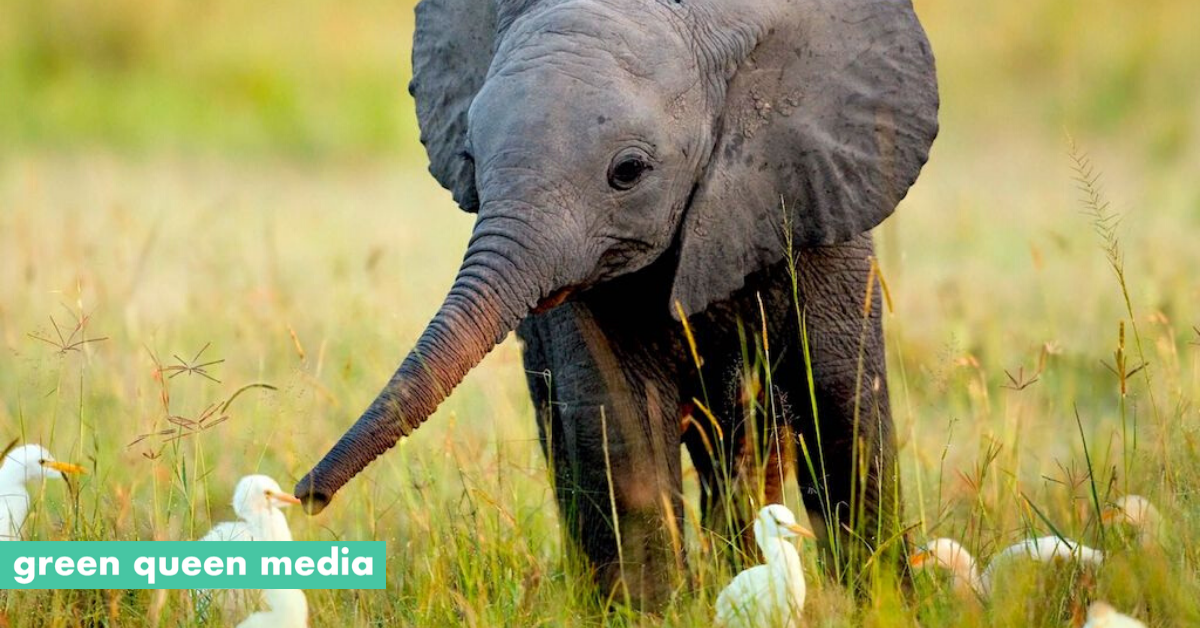 8 Petitions You Should Sign To Help Save Animals In Asia