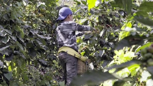 Is Your Starbucks Coffee Supplied By Child Labour? Investigation ...