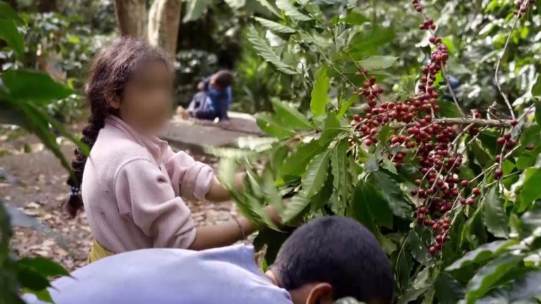 Is Your Starbucks Coffee Supplied By Child Labour? Investigation ...