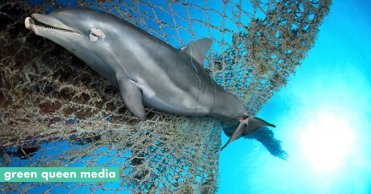 2022 Dolphin Population Graph