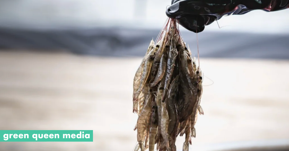 Shrimp Virus To Hit China’s Seafood Industry, Another Blow To Food Security