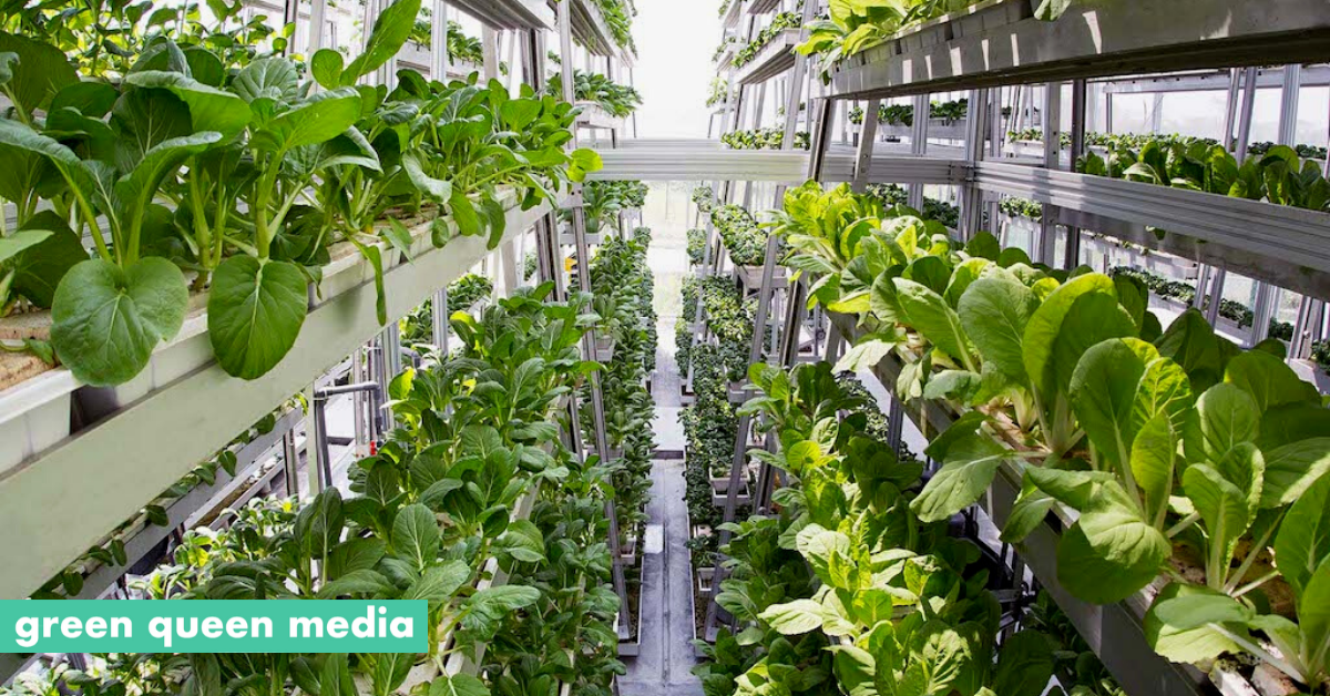 Singapore Food Bowl: AgFunder-Backed GROW Accelerator Debuts Food ...