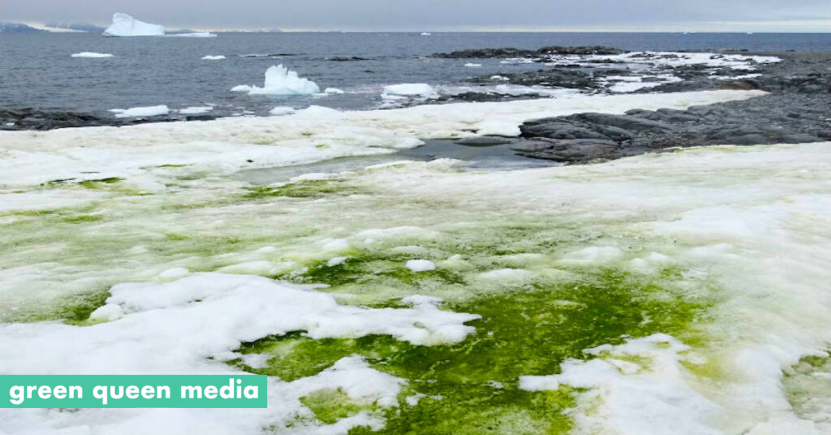 Antarctica’s Coast Is Turning Green With Algae Due To Global Heating