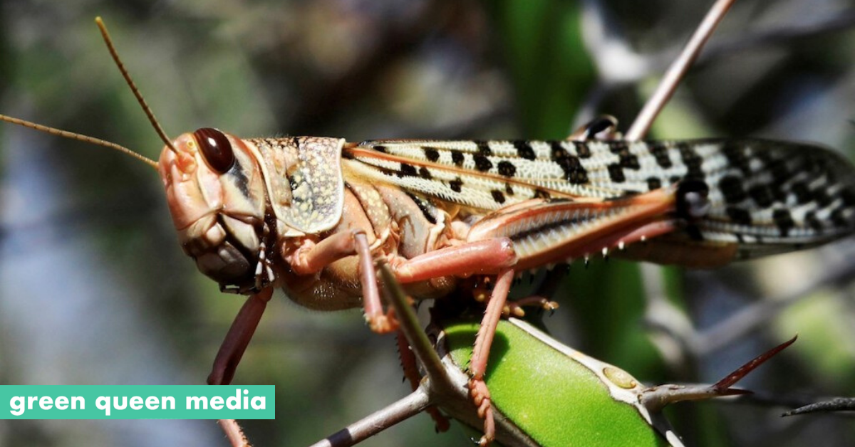 Worst Locust Plague In Decades: Indian Farmers Fend Off Attack Brought ...
