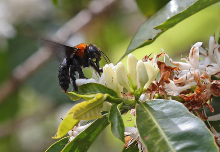 MeliBio: This Remarkable Food Tech Is Making Real Honey Without Bees
