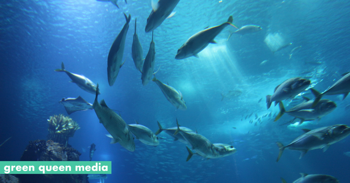 Asian Development Bank Calls For Sustainable “Blue Economy” To Save Our ...