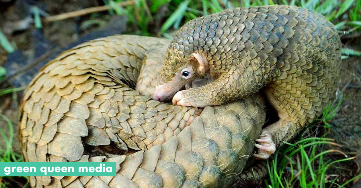 Pangolin Scales Removed From China’s Official Traditional Medicine List