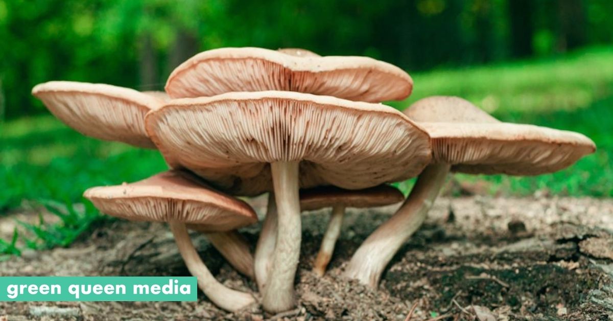 Asian Investors Back Mushlabs In US$10M Round To Scale-Up Mushroom ...