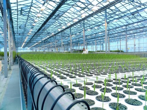 What Is Molecular Farming? Plus 6 Companies to Watch