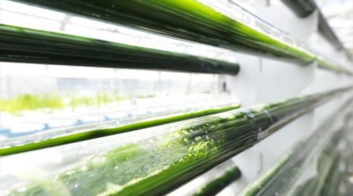 The Sustainable Superfood: Big Players Say Microalgae Is The Future ...