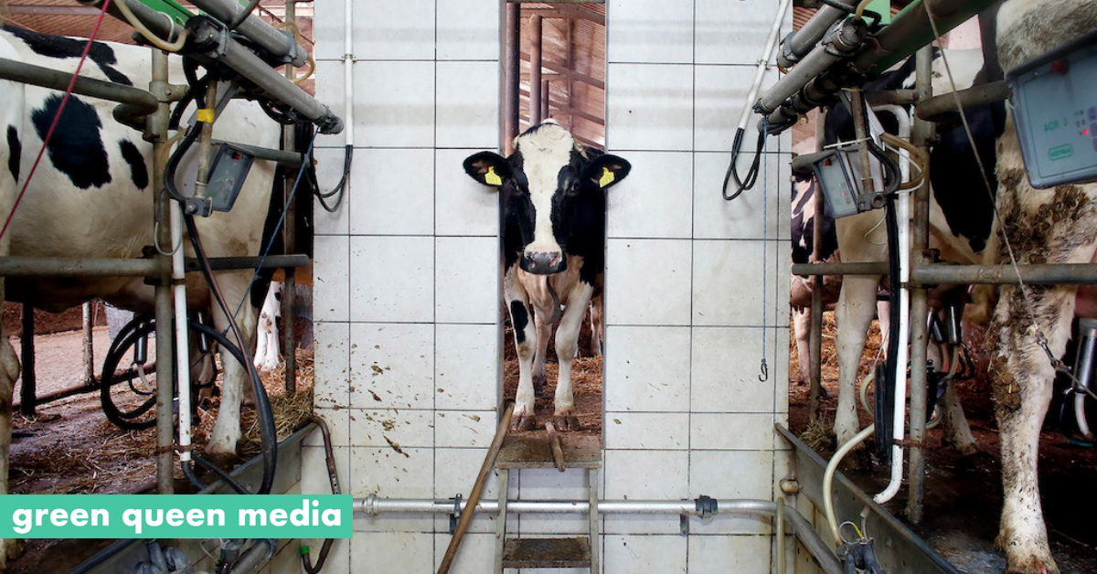 Slaughterhouse Animals