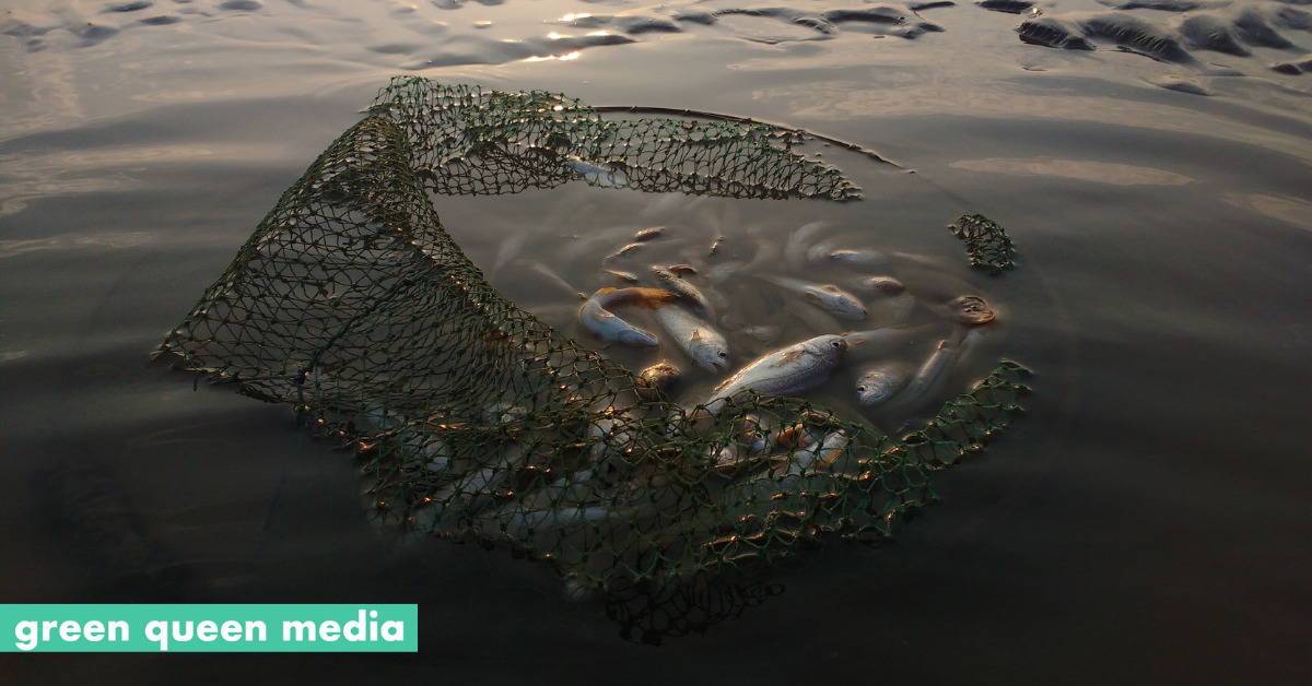 Ocean Fish Stocks To Plummet As People Quit Meat & Choose Seafood Instead