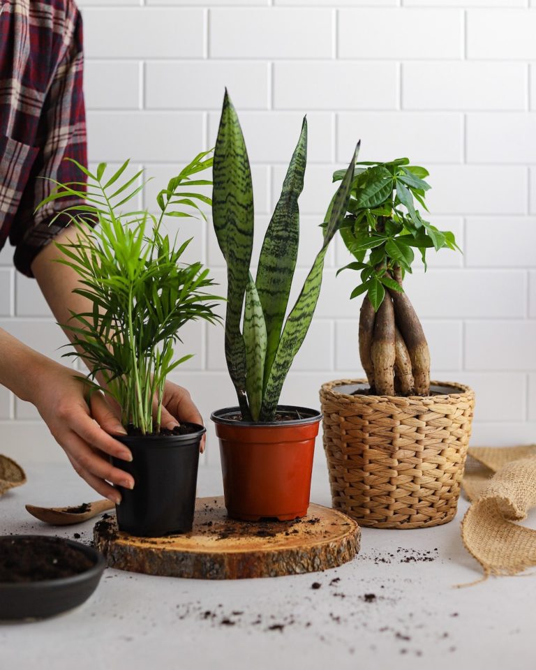 Canadian Plant-Based ‘Amazon’ PlantX Expands Its Vegan E-Commerce ...