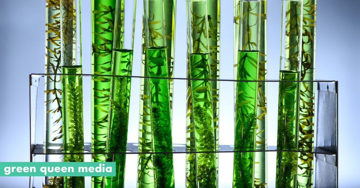 Thai Union Invests In French Algae Tech Platform Algama