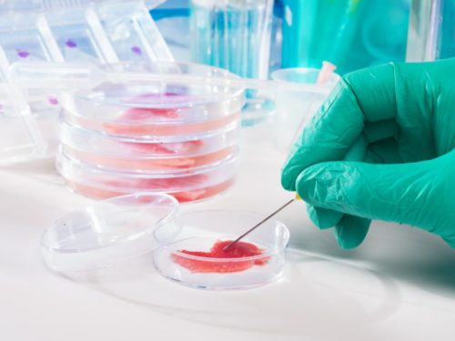 5-Year Cellular Agriculture Project to Develop Norway's 'Food of the ...