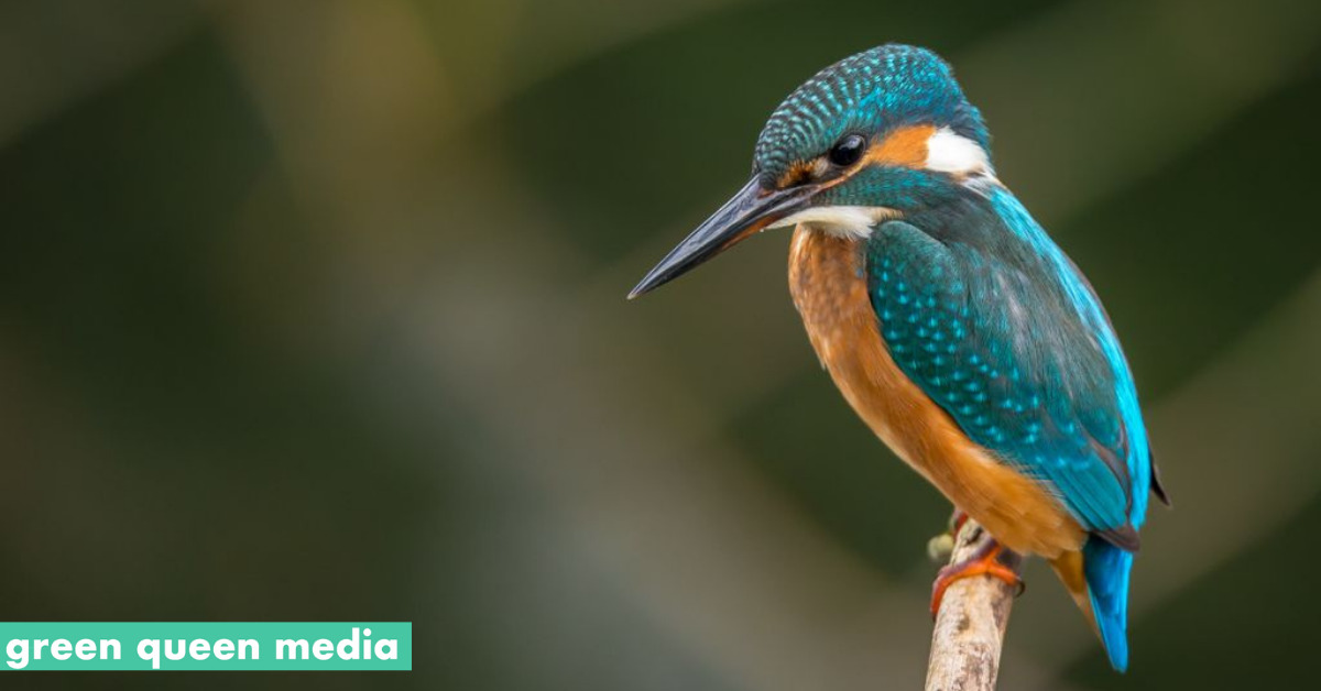 Is Rewilding The Conservation Strategy We Need To Restore Biodiversity?