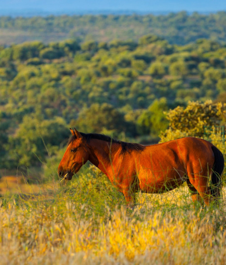 Is Rewilding The Conservation Strategy We Need To Restore Biodiversity?