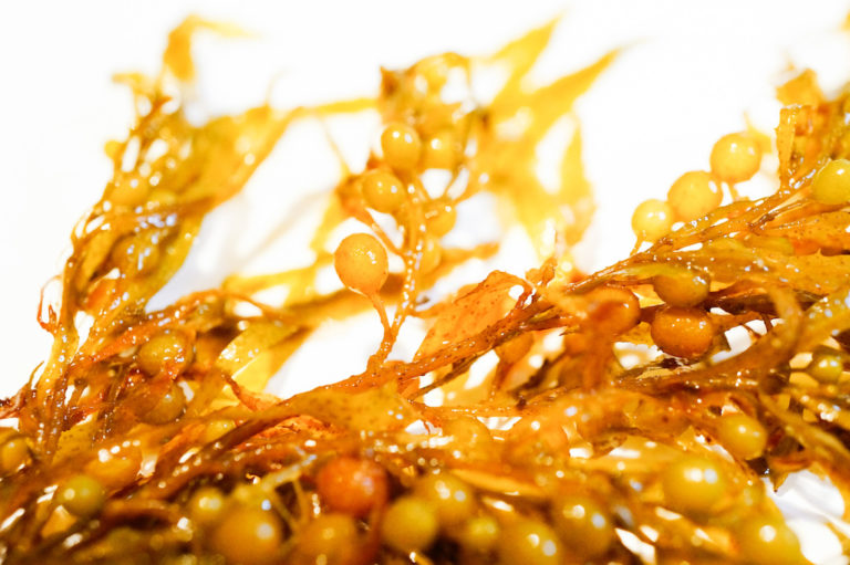 AlgiKnit Bags US$2.4M In Li Ka-Shing Backed Round To Bring Algae Bio ...