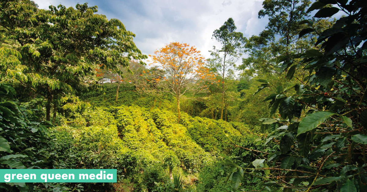 Caffeinated Trees? Scientists Find Coffee Waste Can Speed Up Forest ...