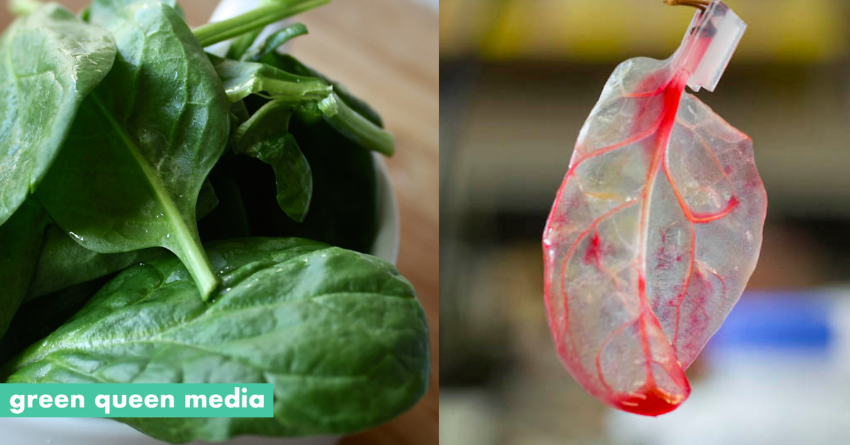 Spinach Serves As Cost-Efficient Edible Scaffold For Cell-Based Meat ...