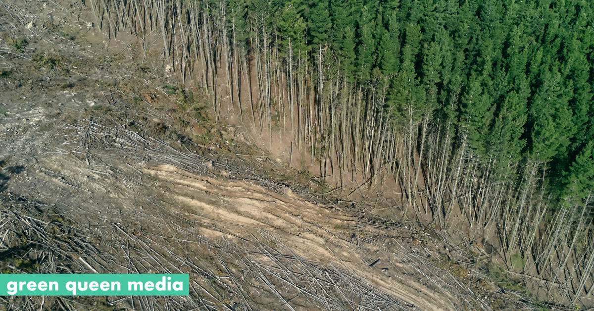 Global Deforestation Soared 12% In 2020 Despite Pledges To Tackle ...