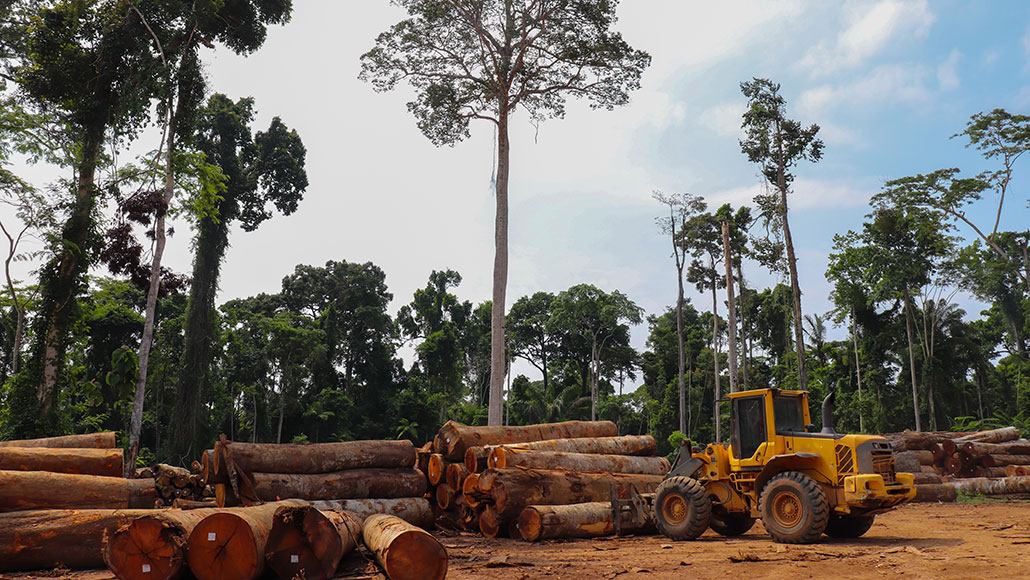 forest-logging-getty-images - Green Queen