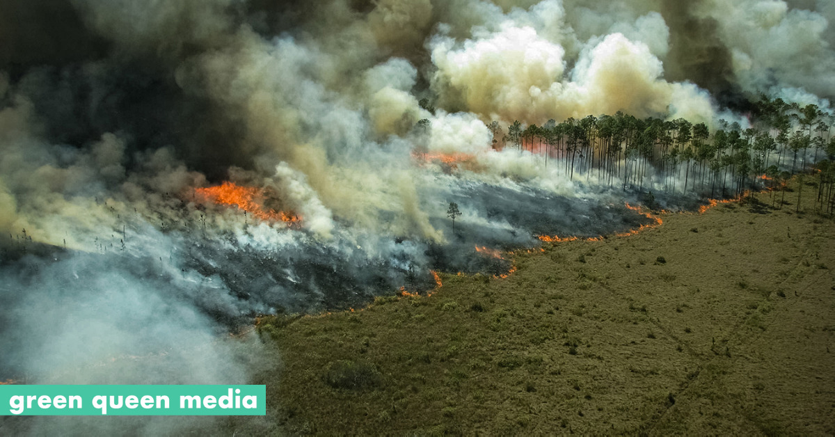 'Worse Than We Realise': Amazon Rainforest Now Heating Up The Climate ...