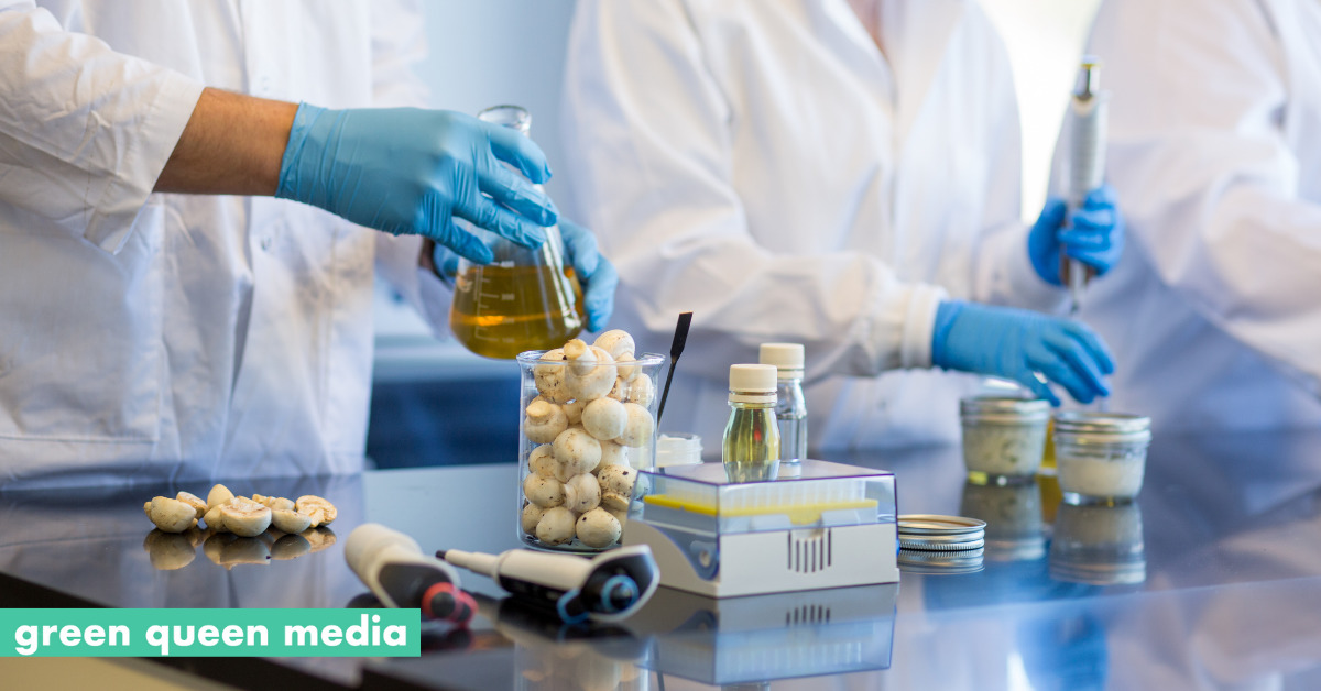 Chinova Bioworks Bags $6 Million For Mushroom-Based Clean Label ...