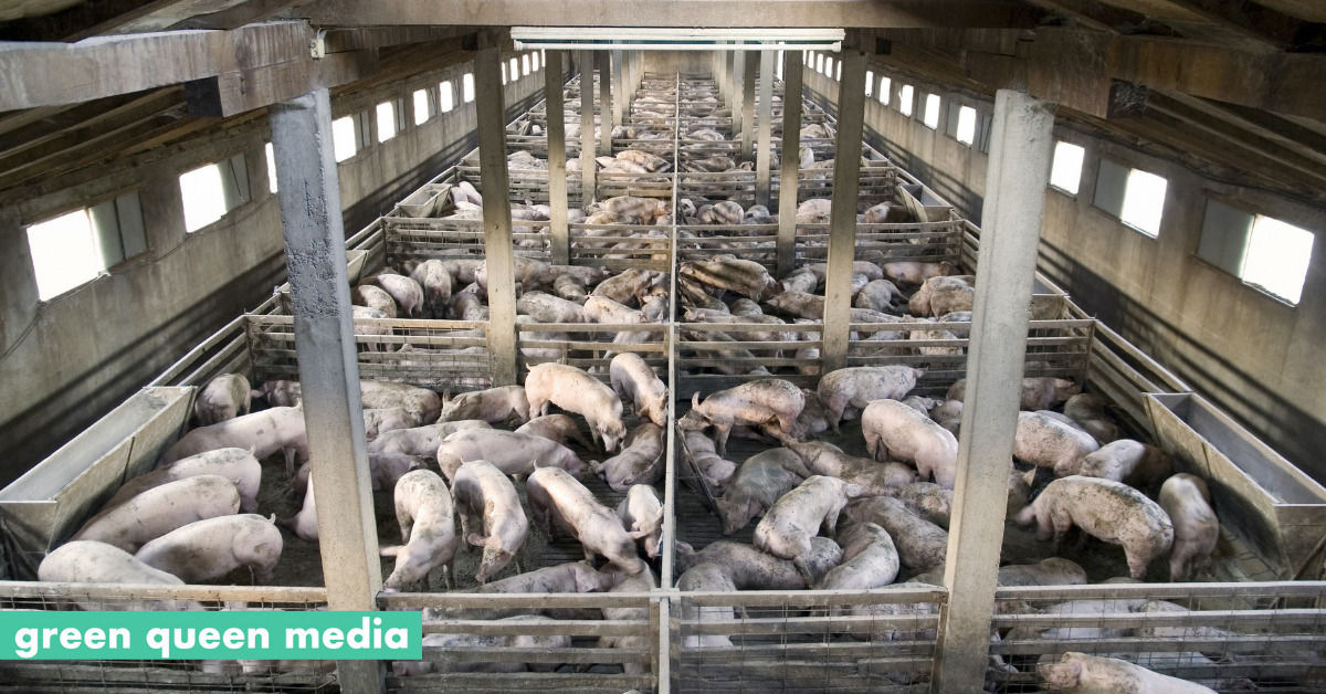Meat Eaters ‘Wilfully Disregard Factory Farming’ As Driver Of ...