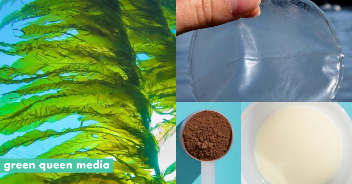 Oceanium Raises US$2.7M To Develop Seaweed For Packaging & Climate ...