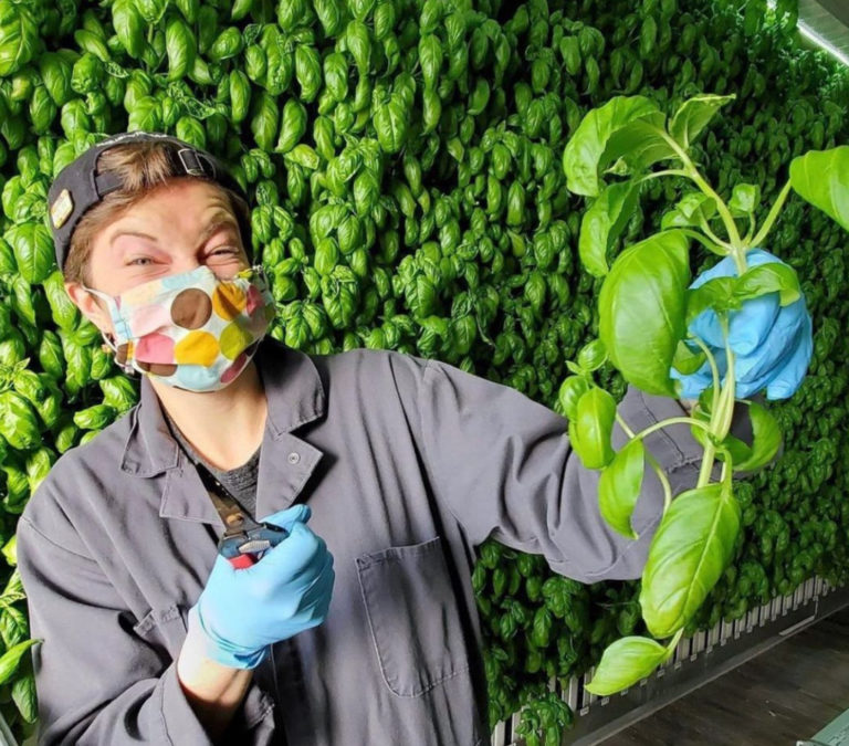 Square Roots: Indoor Farming Firm Expands Herbs Range With New York ...
