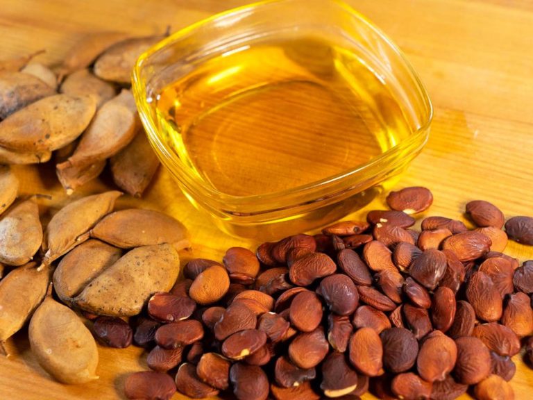 Terviva Raises US$45M To Bring Regenerative Pongamia Tree Protein To ...