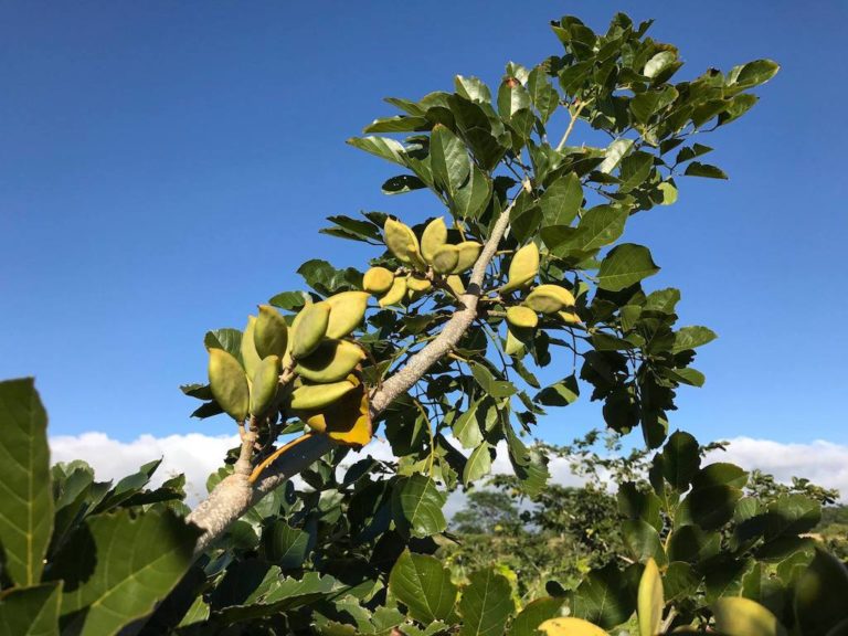 Terviva Raises US$45M To Bring Regenerative Pongamia Tree Protein To ...