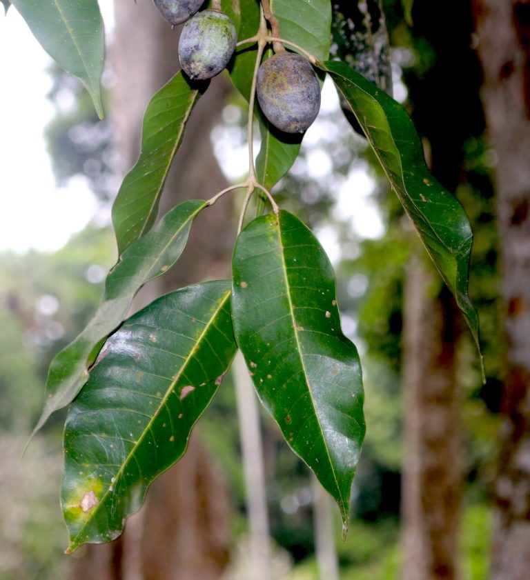 FairFlavor Foods: Italian Scientists Ferment Indonesia’s Kenari Nuts ...