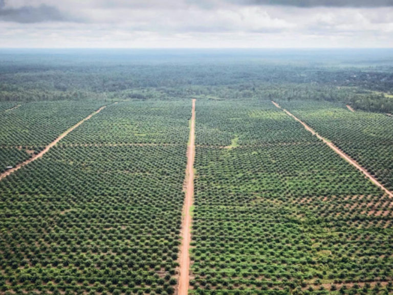 Agriculture Is Responsible for Nearly All Tropical Deforestation, New ...